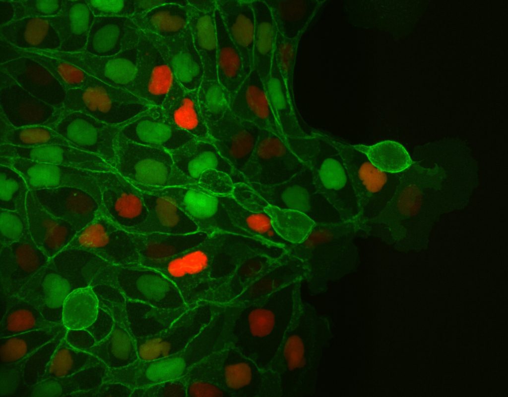 Physical forces regulate cell division - Institute for Bioengineering ...