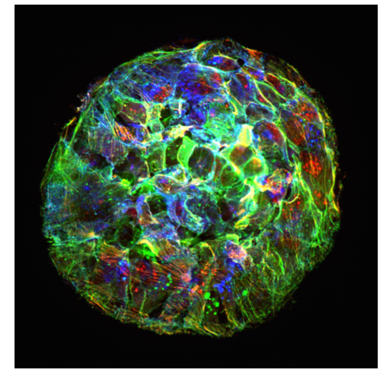 Integrative cell and tissue dynamics - Institute for Bioengineering of ...