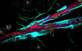 Molecular Bionics - Institute for Bioengineering of Catalonia