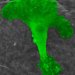 Research groups - Institute for Bioengineering of Catalonia