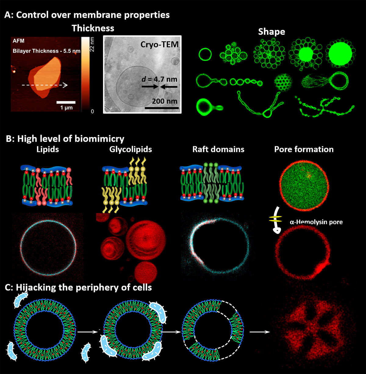 Bioinspired Interactive Materials and Protocellular Systems - Institute ...