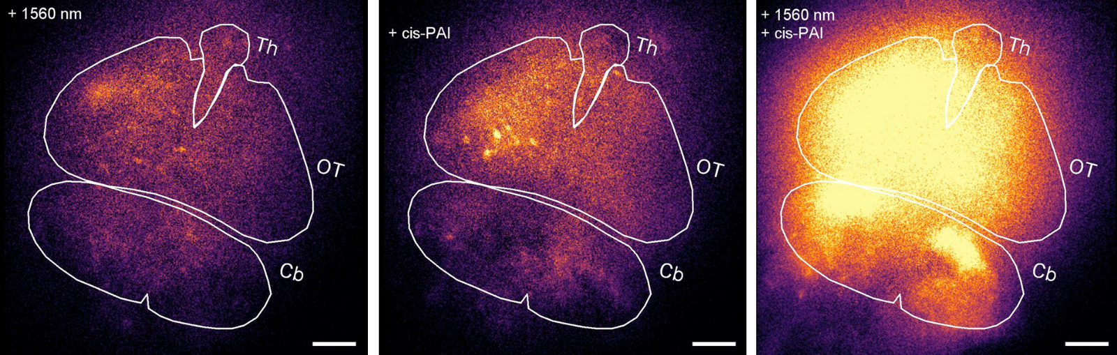 Induced brain activation using infrared light-controlled drugs ...