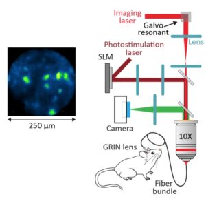 Nonlinear Photonics for Neuroscience - Institute for Bioengineering of Catalonia