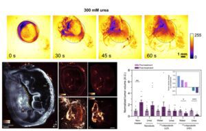 Smart nano-bio-devices - Institute for Bioengineering of Catalonia