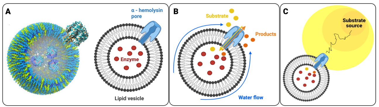 Scientists create an artificial cell capable of navigating its ...